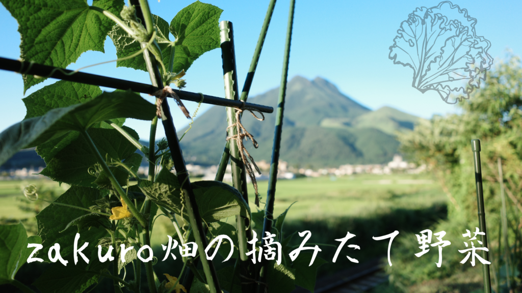 湯布院zakuroの自家菜園の有機野菜 - YUFUIN EDITION